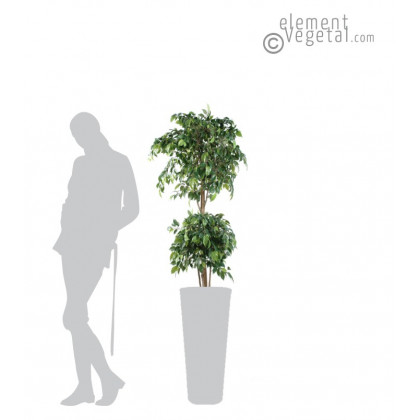 FICUS DOUBLE BOULE SEMI-NATUREL